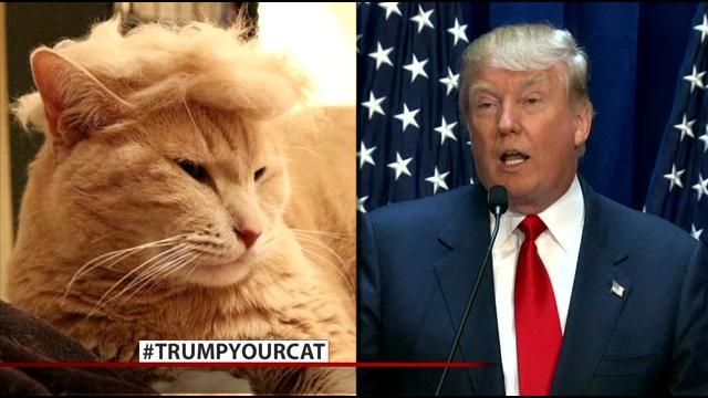 Cat owner says he's found way to make cat look like Donald Trump - WDRB ...
