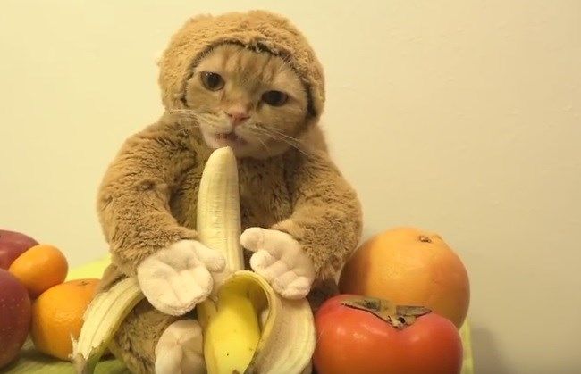 "Monkey Cat" video goes viral on Internet - WDRB 41 Louisville News